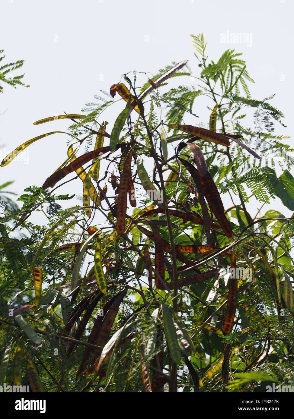 White leadtree (Leucaena leucocephala) Plantae Stock Photo - Alamy