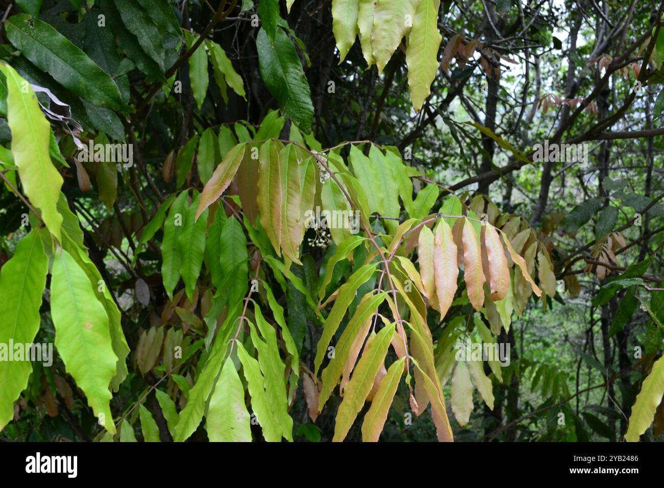 Ferny leaf Bosistoa (Bosistoa pentacocca) Plantae Stock Photo - Alamy