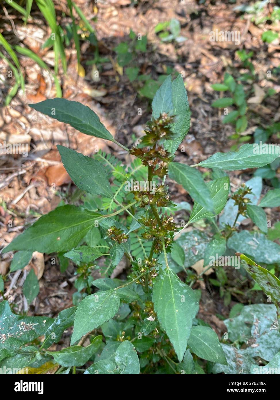 three-seeded mercuries (Acalypha) Plantae Stock Photo - Alamy