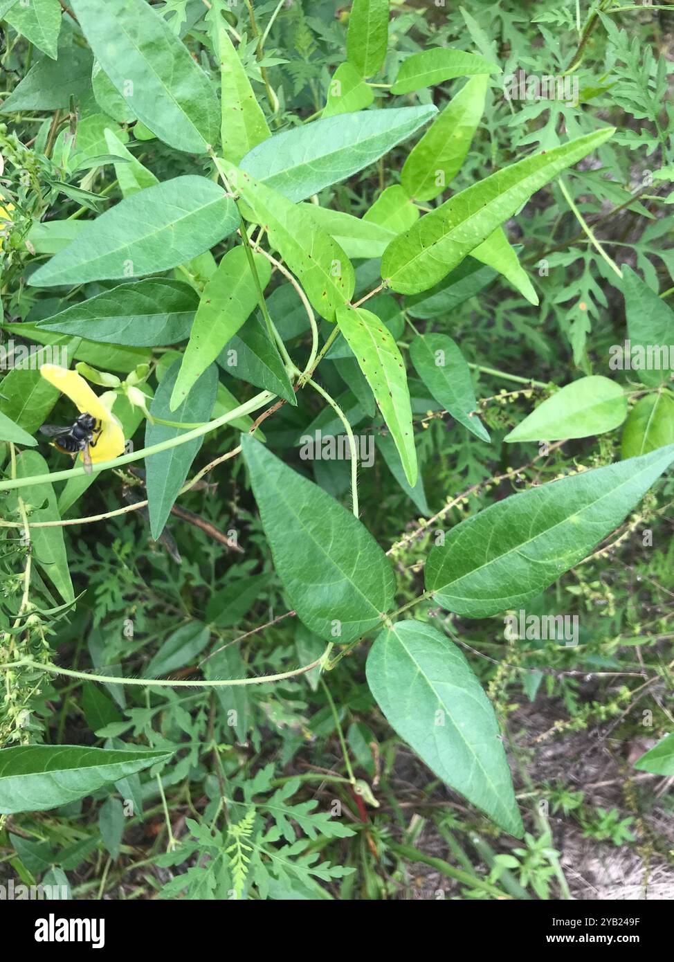 Wild Cowpea (Vigna luteola) Plantae Stock Photo - Alamy