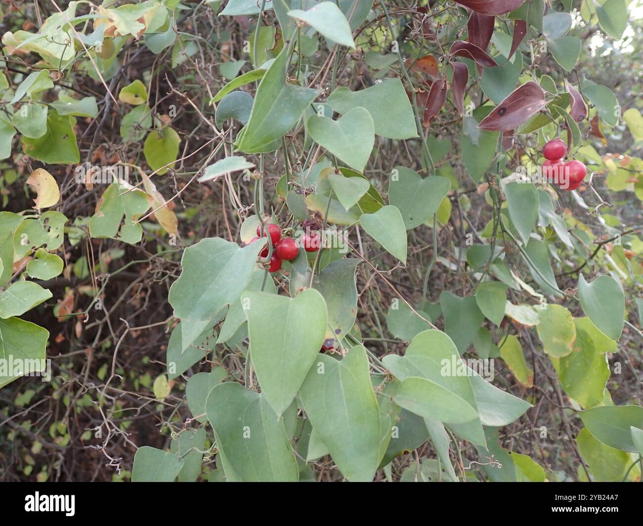 Larger Smilax (Smilax excelsa) Plantae Stock Photo - Alamy