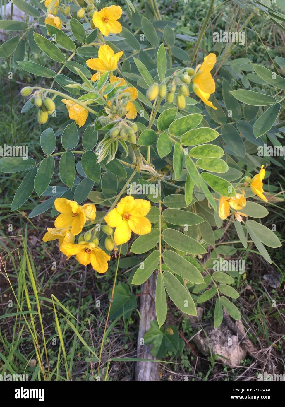 Lindheimer's Senna (Senna lindheimeriana) Plantae Stock Photo - Alamy