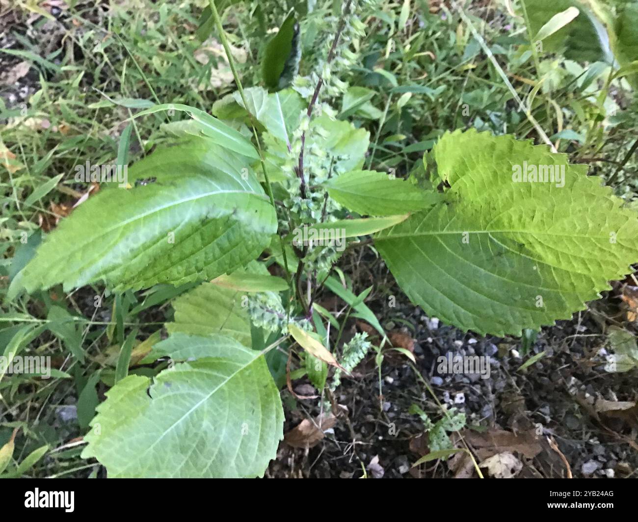 beefsteak plant (Perilla frutescens) Plantae Stock Photo - Alamy