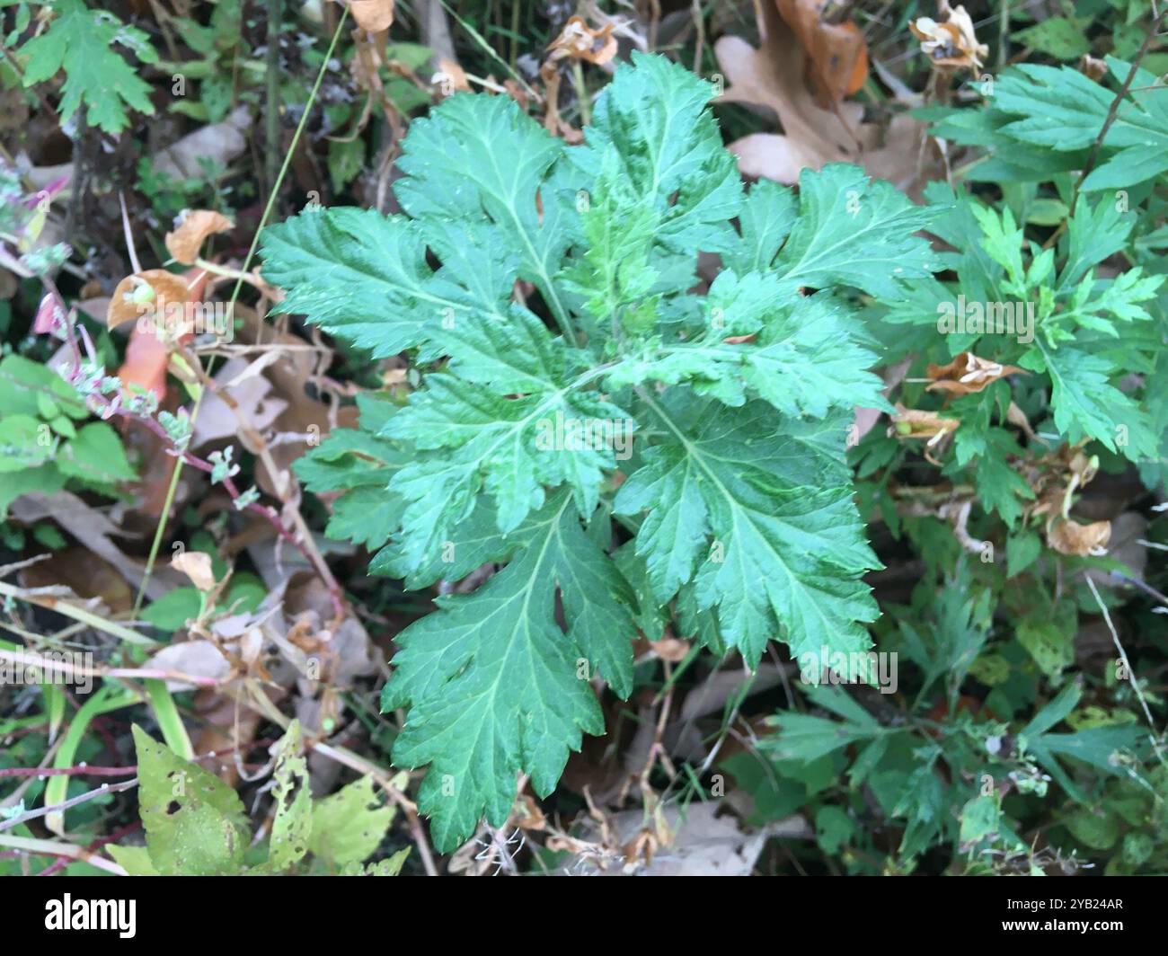 common mugwort (Artemisia vulgaris) Plantae Stock Photo - Alamy