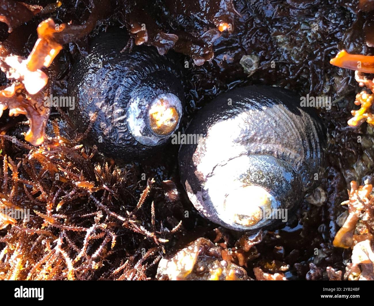 Black Tegula (Tegula funebralis) Mollusca Stock Photo - Alamy