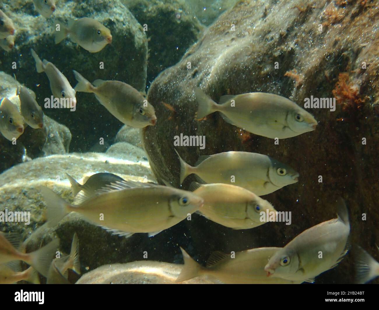 Rivulated Rabbitfish (Siganus rivulatus) Actinopterygii Stock Photo - Alamy