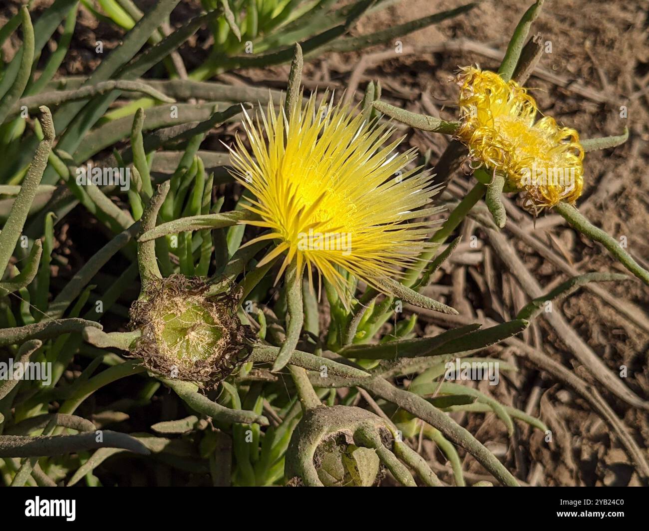 Pig's-root (Conicosia pugioniformis) Plantae Stock Photo - Alamy