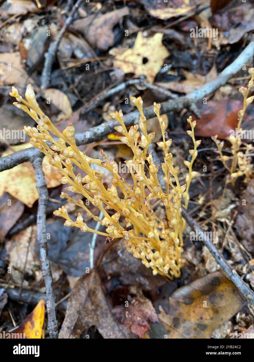 Beechdrops (Epifagus virginiana) Plantae Stock Photo - Alamy