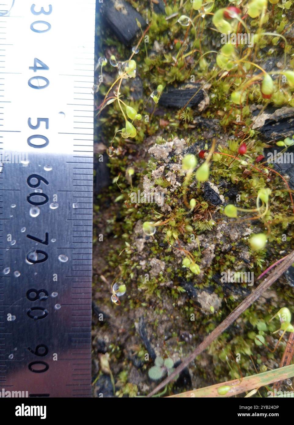 Bonfire moss (Funaria hygrometrica) Plantae Stock Photo - Alamy