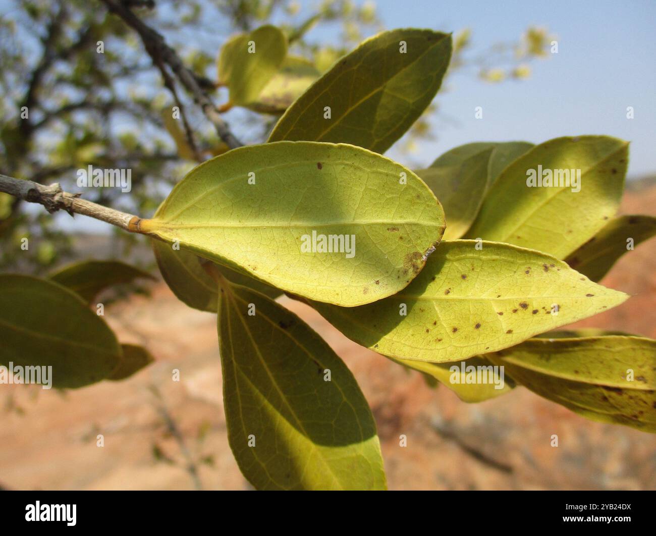 Green Monkey Orange (Strychnos pungens) Plantae Stock Photo - Alamy