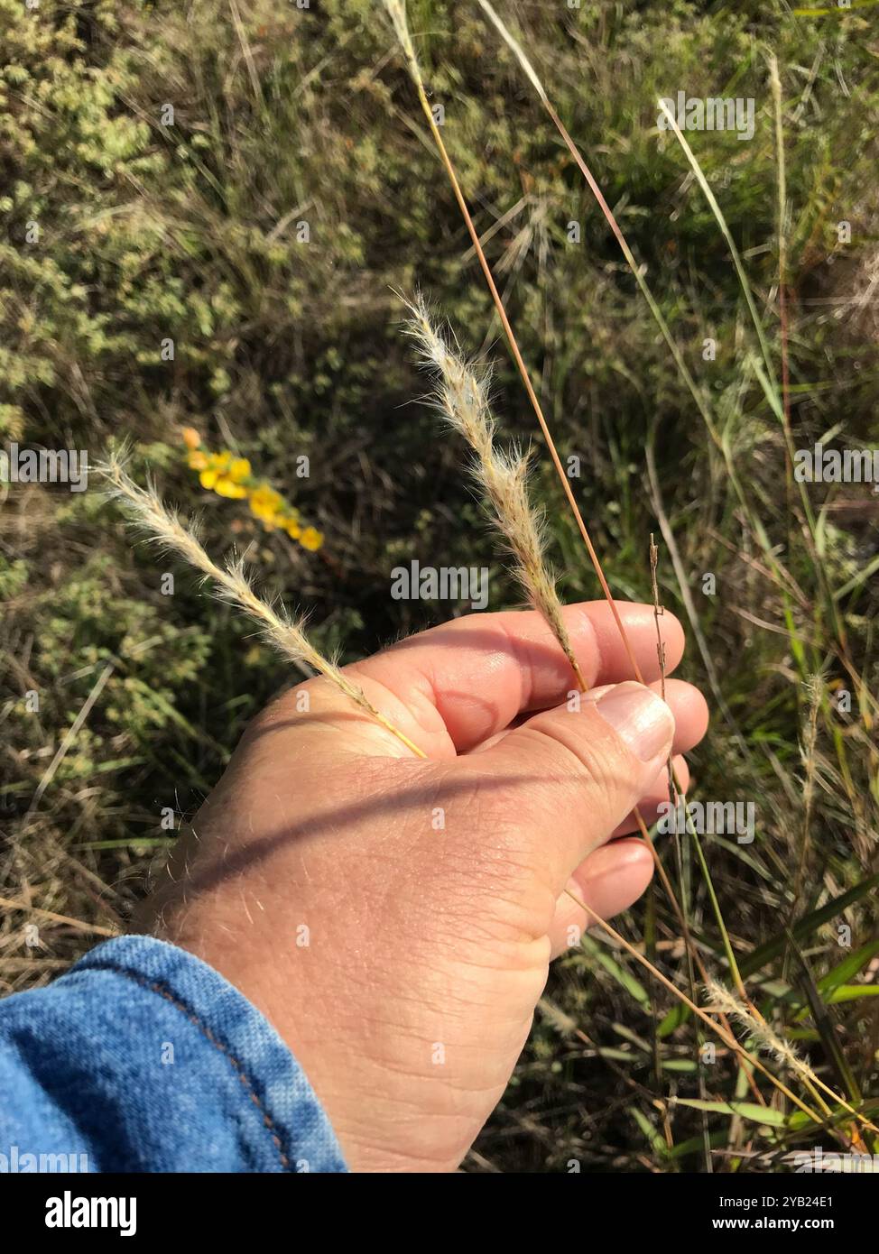 silver bluestem (Bothriochloa torreyana) Plantae Stock Photo - Alamy