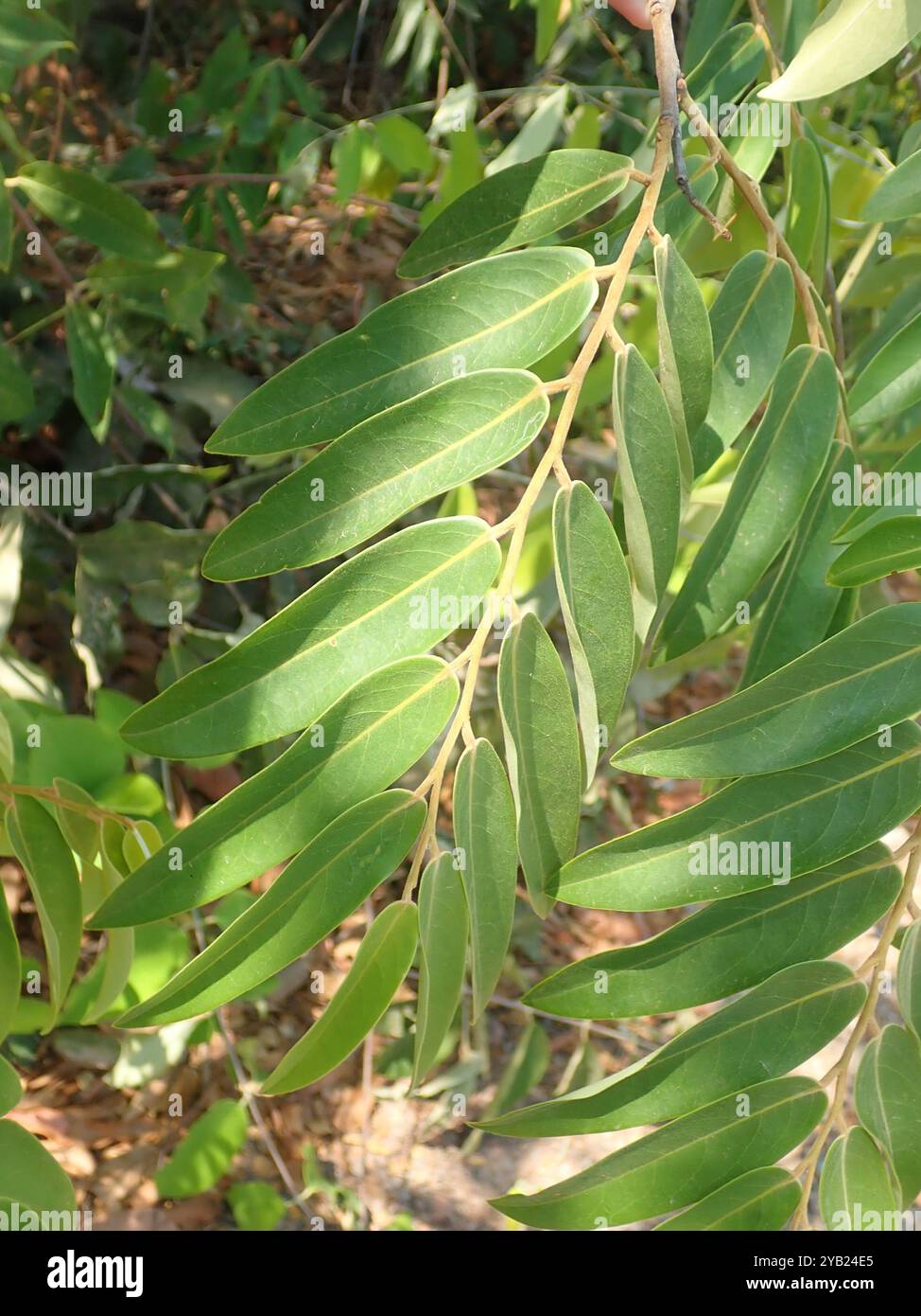 (Xylopia aromatica) Plantae Stock Photo - Alamy