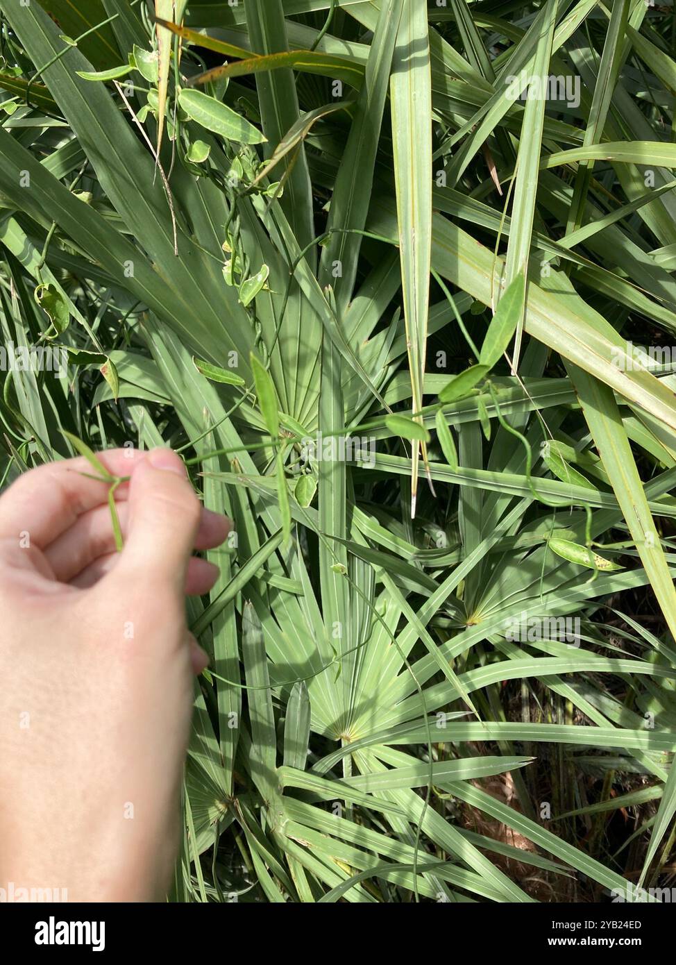 white twinevine (Funastrum clausum) Plantae Stock Photo - Alamy