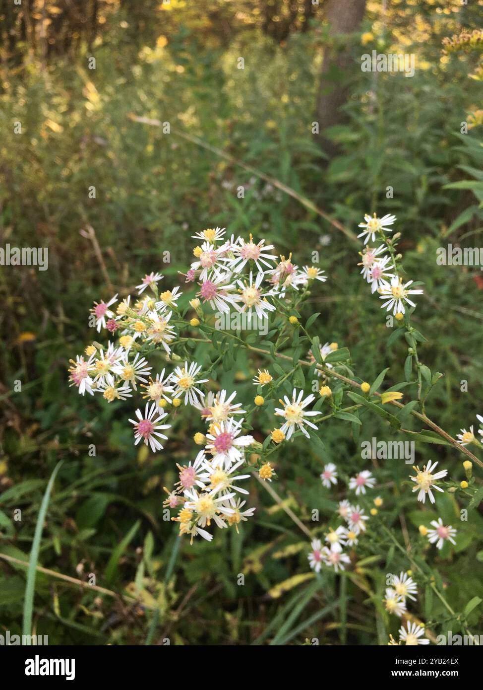 panicled aster (Symphyotrichum lanceolatum) Plantae Stock Photo - Alamy