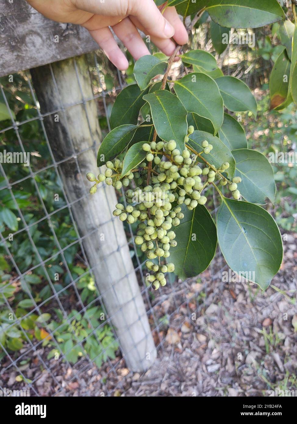 tree privet (Ligustrum lucidum) Plantae Stock Photo - Alamy