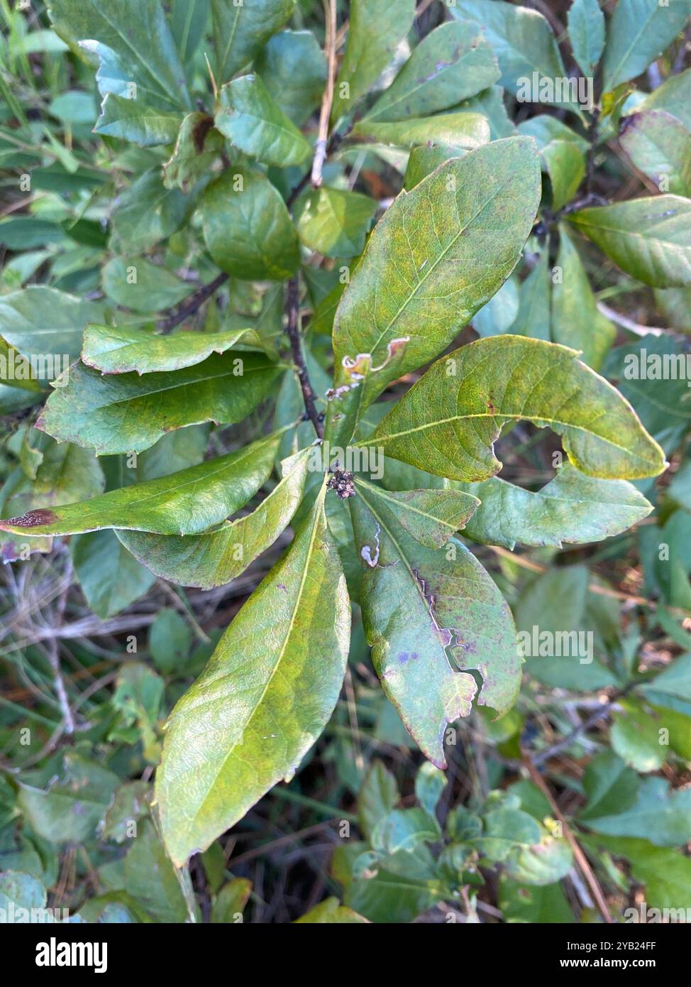 southern bayberry (Morella caroliniensis) Plantae Stock Photo - Alamy