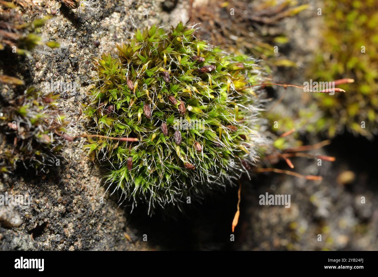 Wall Screw-moss (Tortula muralis) Plantae Stock Photo - Alamy