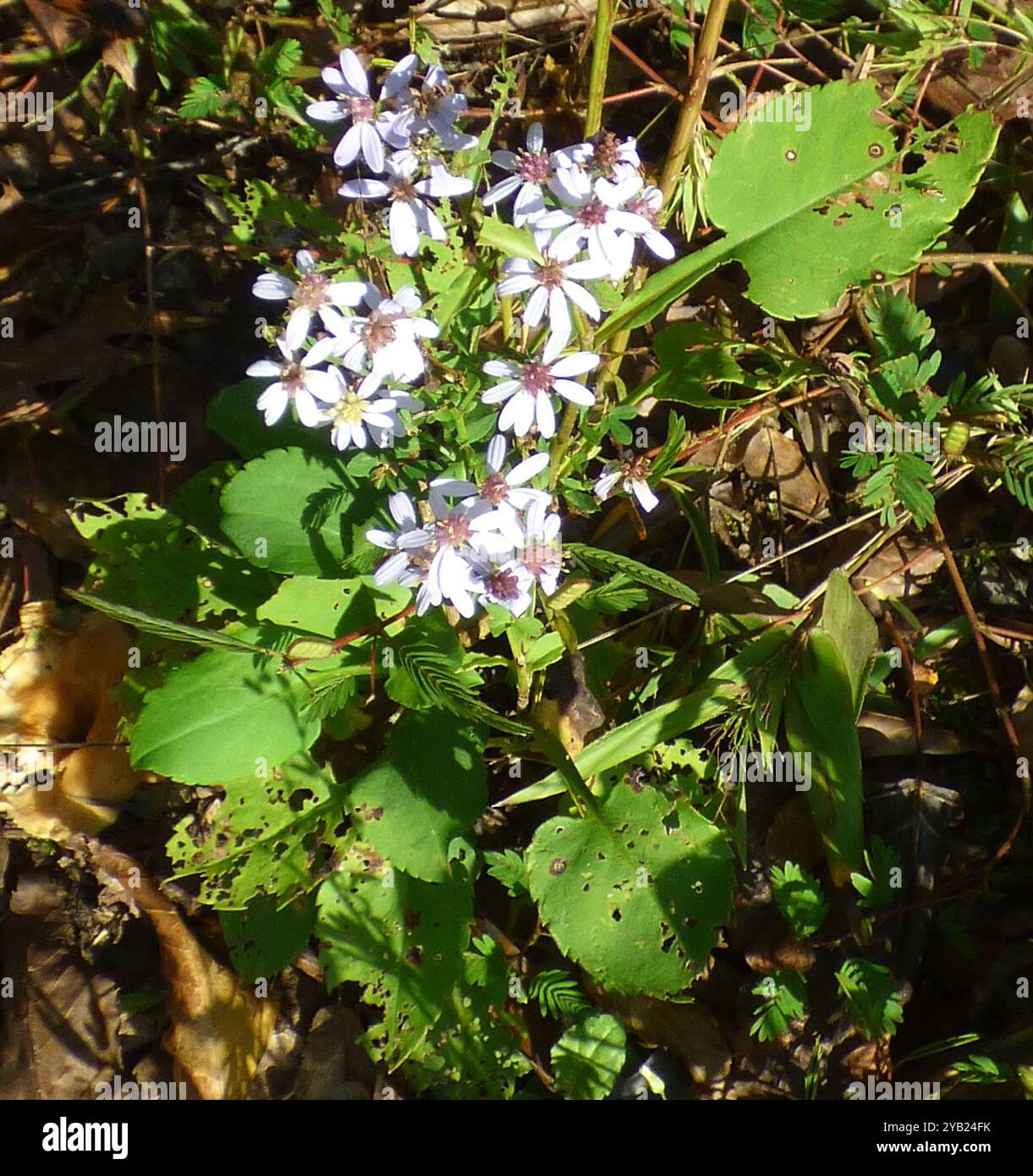 Common Blue Wood Aster (Symphyotrichum cordifolium) Plantae Stock Photo ...