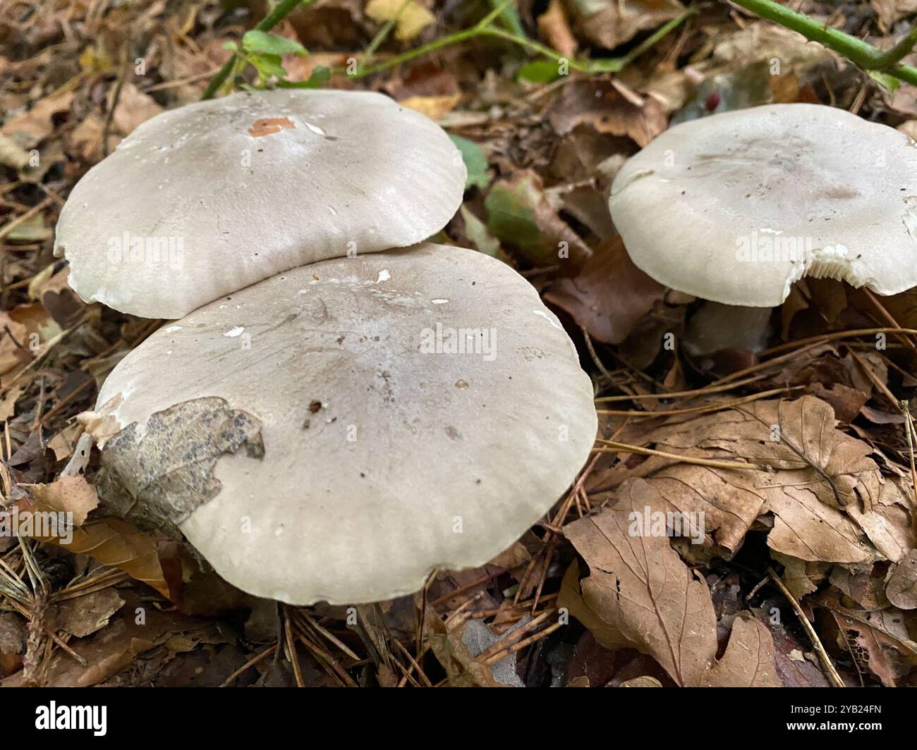 Cloudy Clitocybe (Clitocybe nebularis) Fungi Stock Photo - Alamy