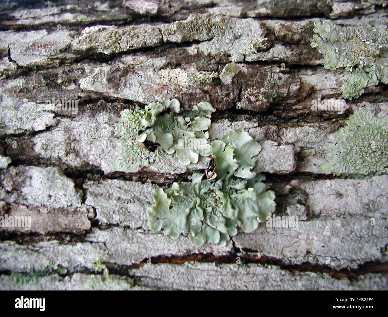 common greenshield lichen (Flavoparmelia caperata) Fungi Stock Photo ...
