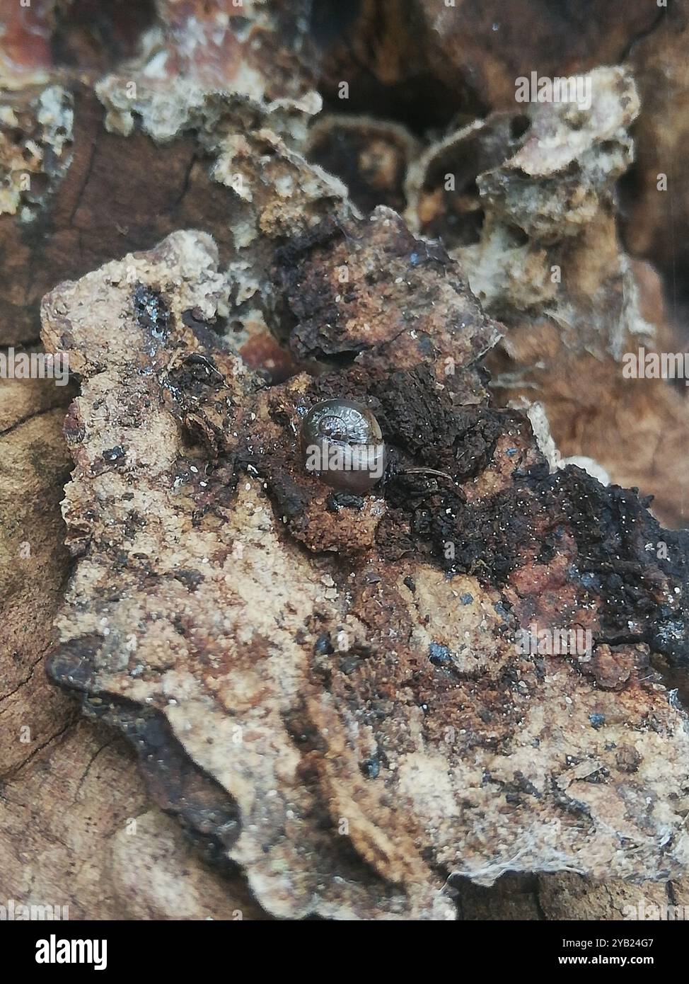 Pellucid Glass-snail (Vitrina pellucida) Mollusca Stock Photo - Alamy