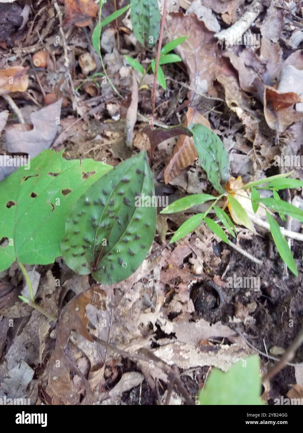 crane-fly orchid (Tipularia discolor) Plantae Stock Photo - Alamy