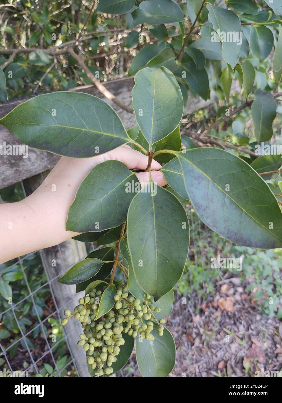 tree privet (Ligustrum lucidum) Plantae Stock Photo - Alamy