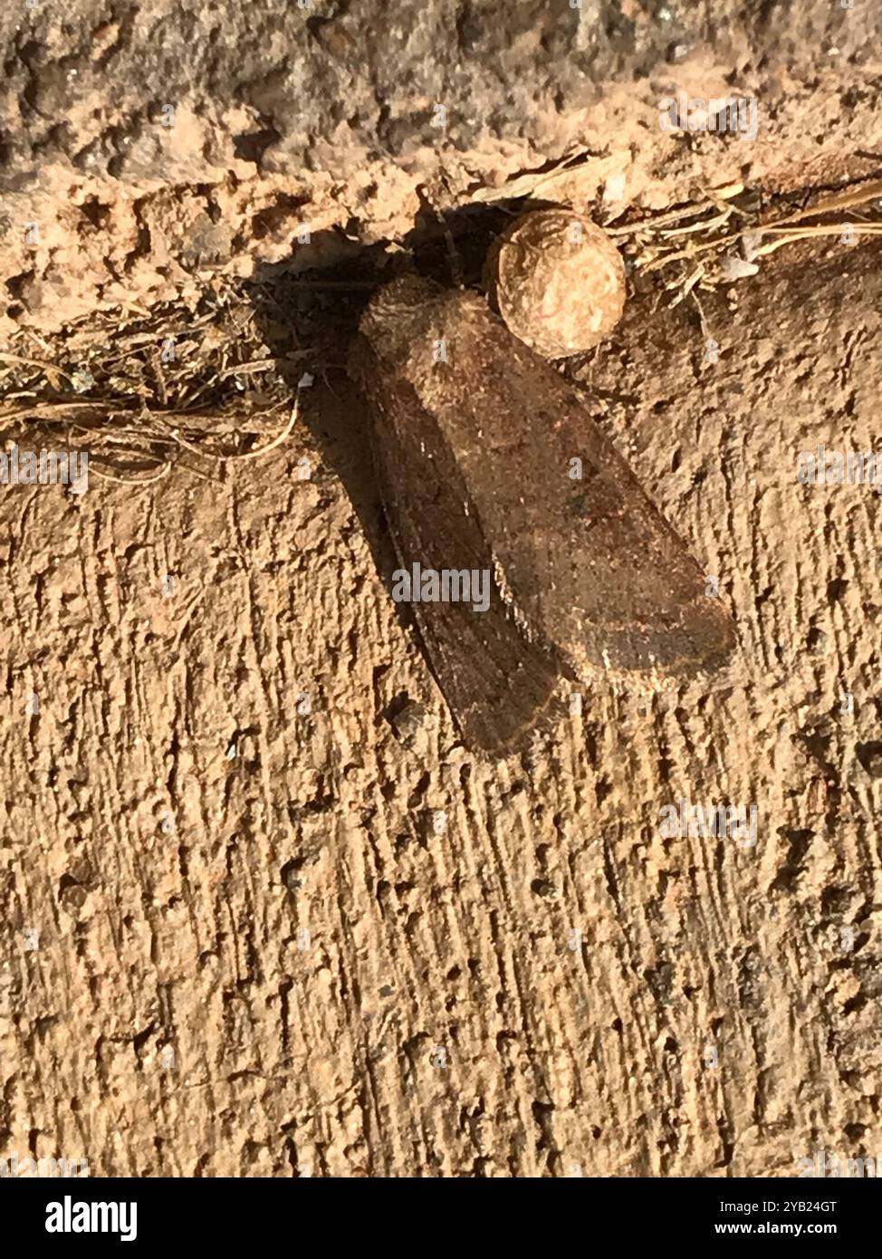 Cutworms and Dart Moths (Noctuinae) Insecta Stock Photo - Alamy