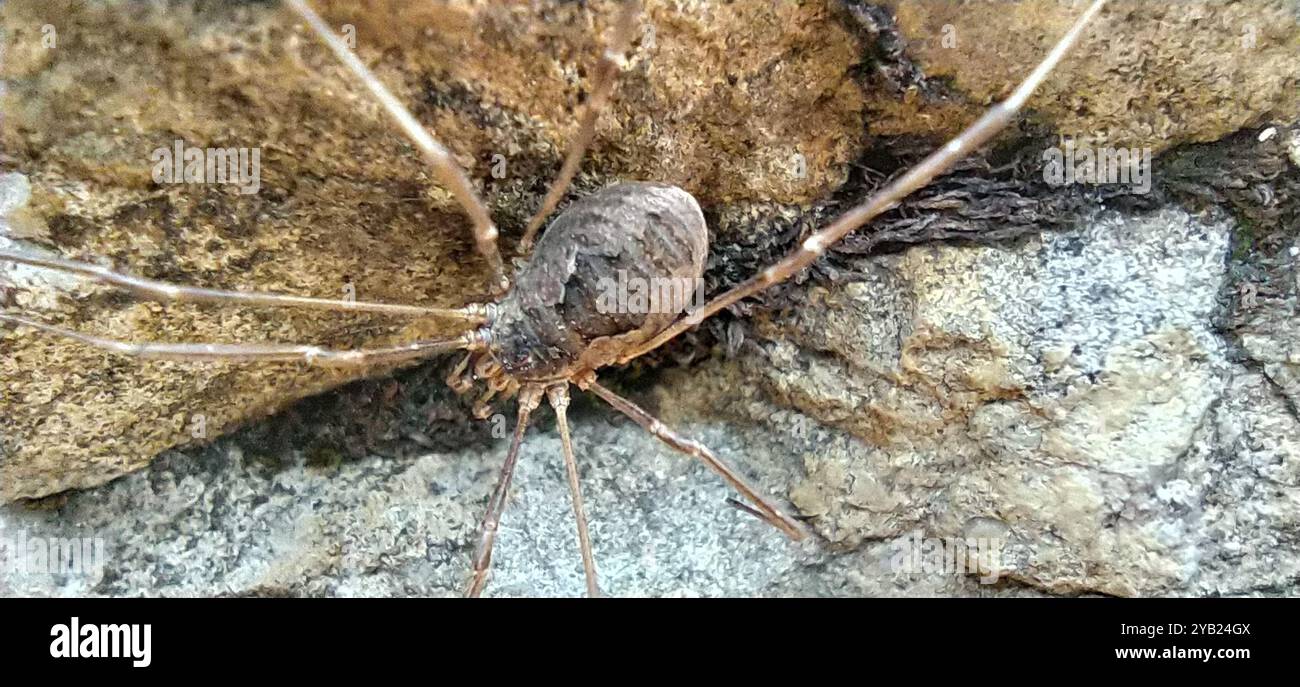 European Harvestman (Phalangium opilio) Arachnida Stock Photo - Alamy