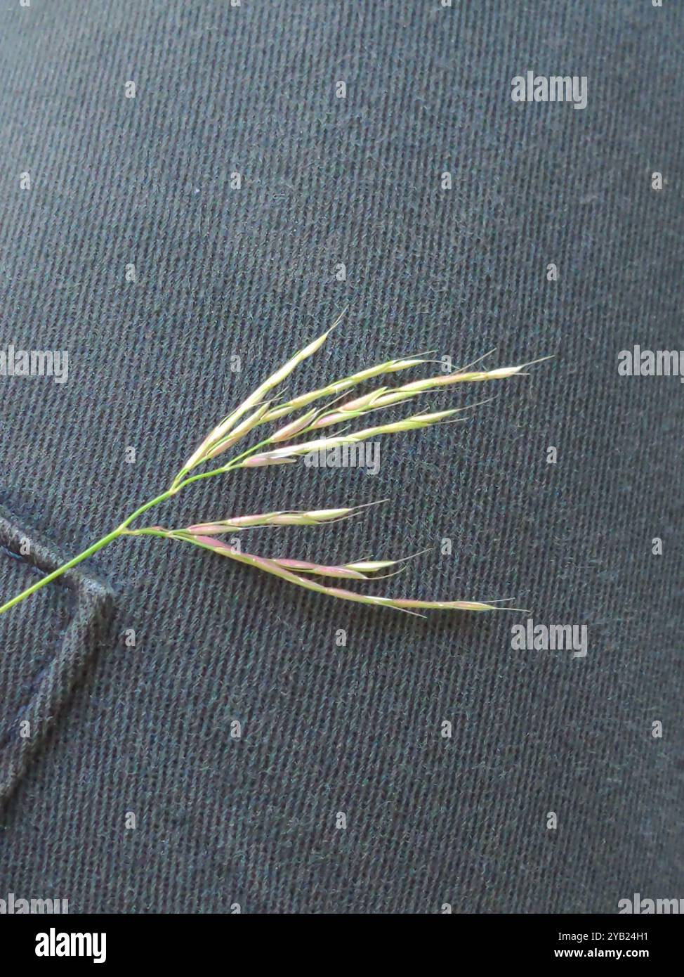 bristlegrasses, bluestems, paspalums, and allies (Panicoideae) Plantae ...