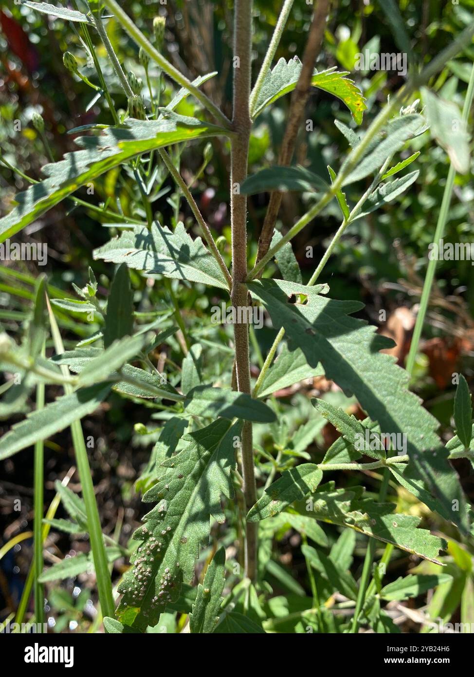 Florida Thoroughwort (Eupatorium anomalum) Plantae Stock Photo - Alamy
