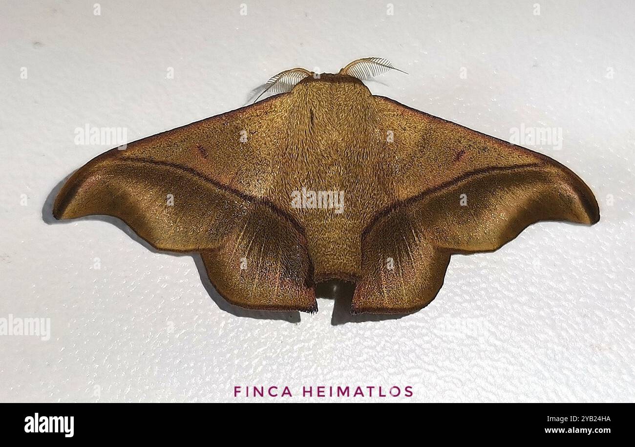 (Alheita anoca) Insecta Stock Photo - Alamy