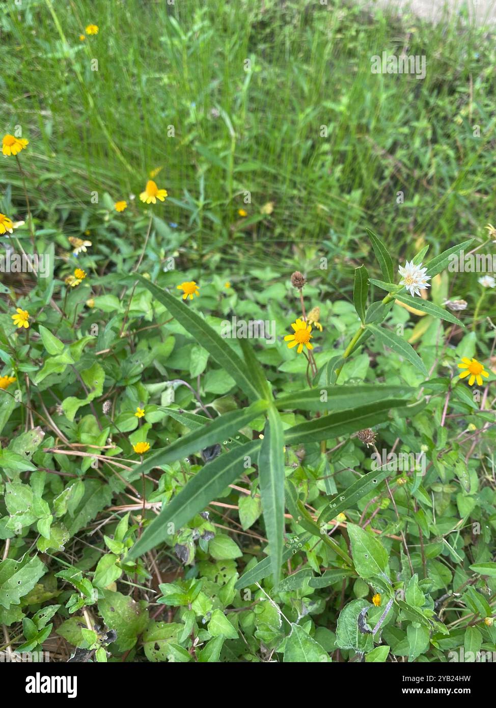 Alligatorweed (Alternanthera philoxeroides) Plantae Stock Photo - Alamy