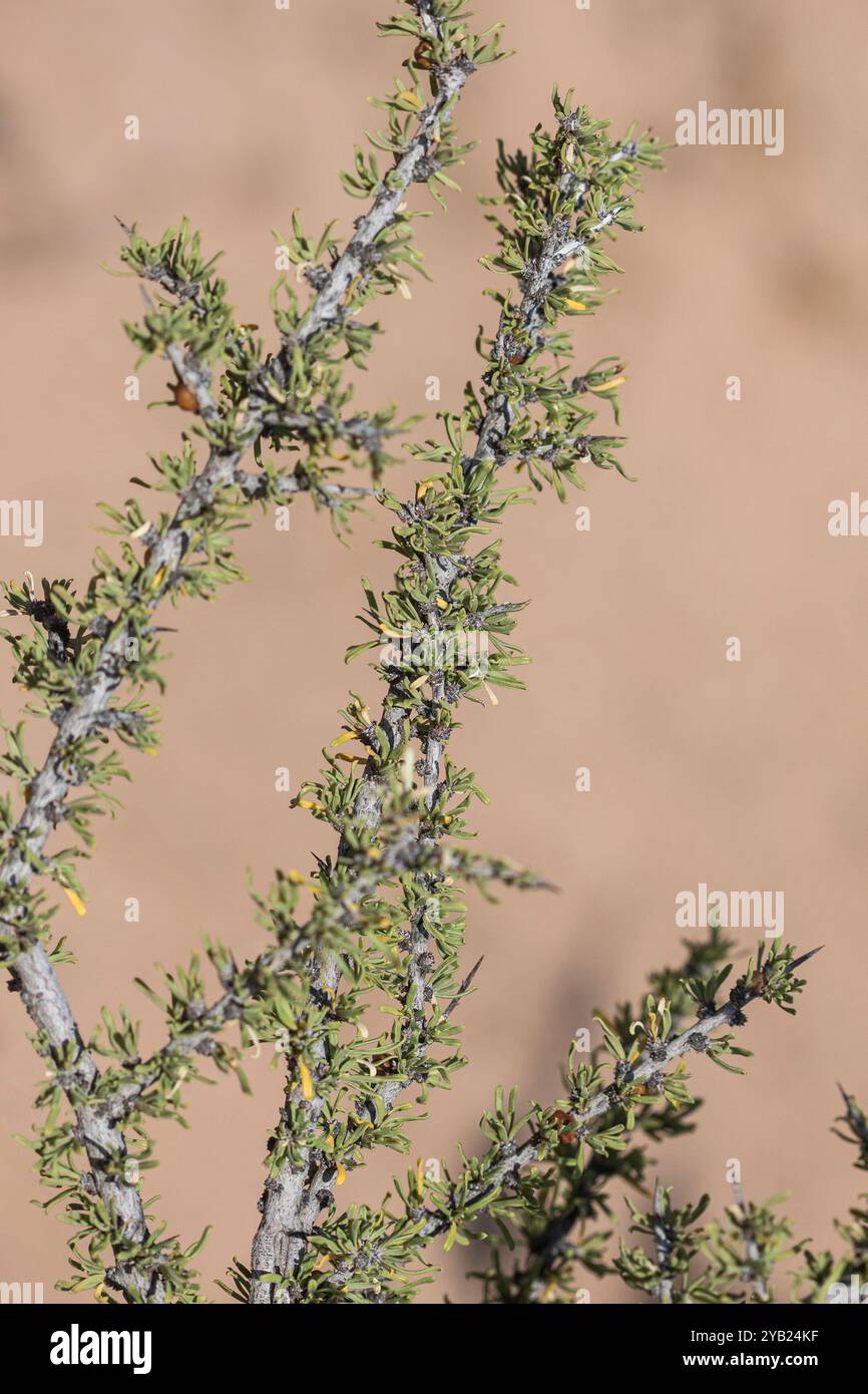 little buckthorn (Condalia ericoides) Plantae Stock Photo - Alamy