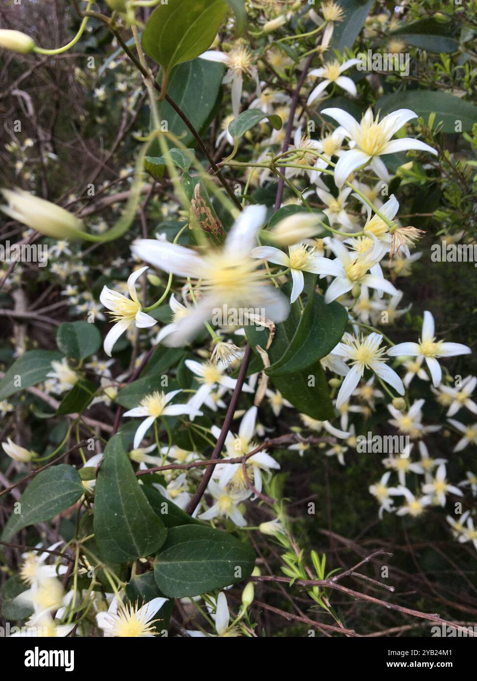 Australian Clematis (Clematis aristata) Plantae Stock Photo - Alamy