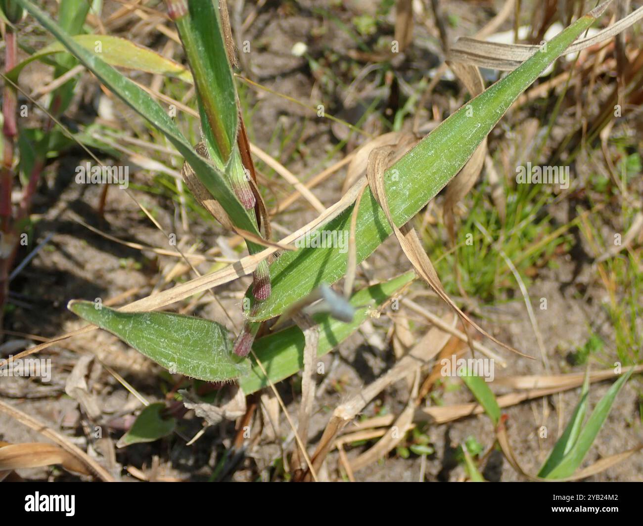 (Murdannia gardneri) Plantae Stock Photo - Alamy