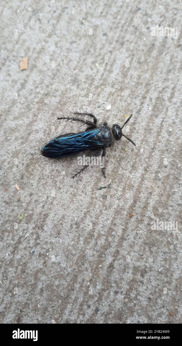 Scoliid Wasps (Scoliidae) Insecta Stock Photo - Alamy