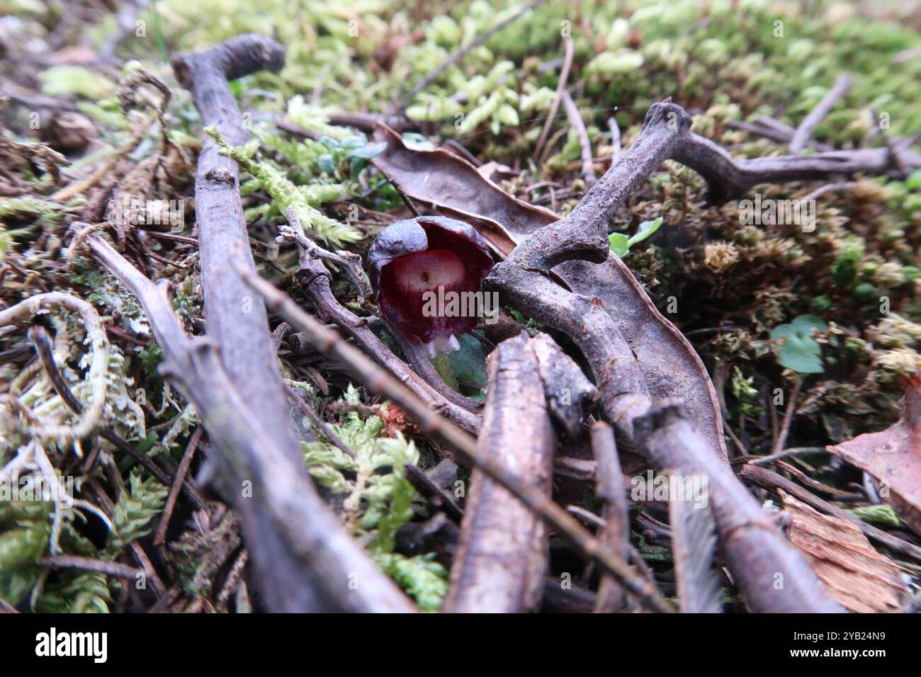 veined helmet-orchid (Corybas diemenicus) Plantae Stock Photo - Alamy