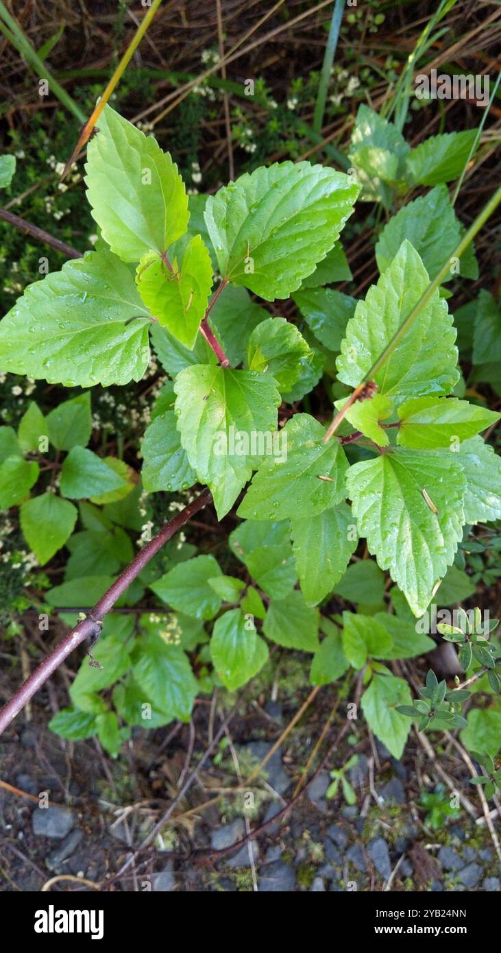 Crofton Weed (Ageratina adenophora) Plantae Stock Photo - Alamy