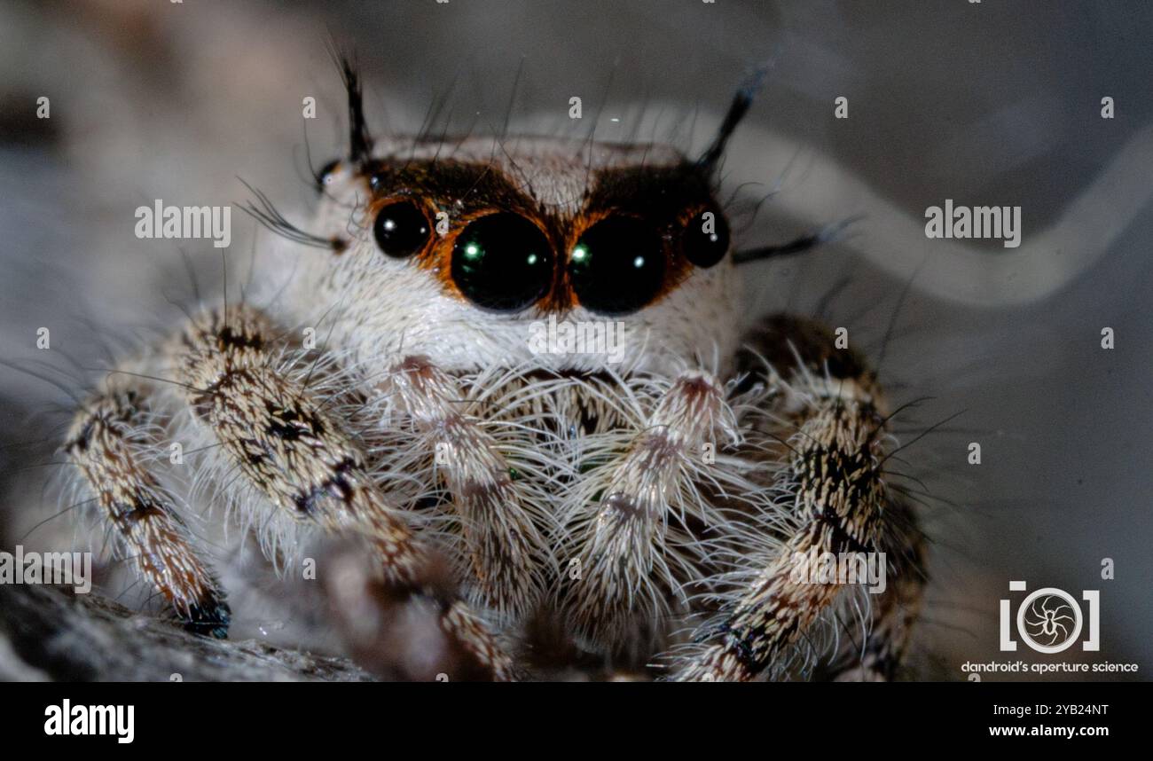 canopy jumping spider (Phidippus otiosus) Arachnida Stock Photo - Alamy