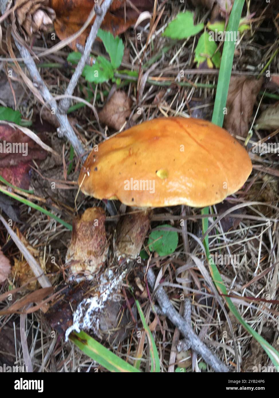 Larch Bolete (Suillus grevillei) Fungi Stock Photo - Alamy