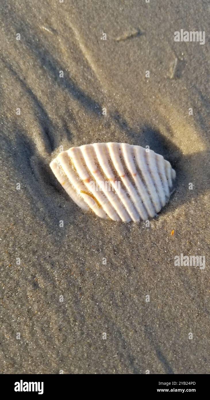 Giant Atlantic Cockle (Dinocardium robustum) Mollusca Stock Photo - Alamy