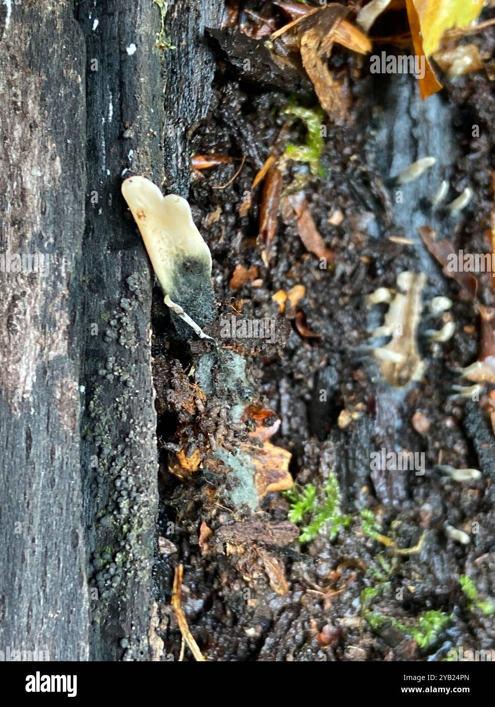 Candlesnuff Fungus (Xylaria hypoxylon) Fungi Stock Photo - Alamy