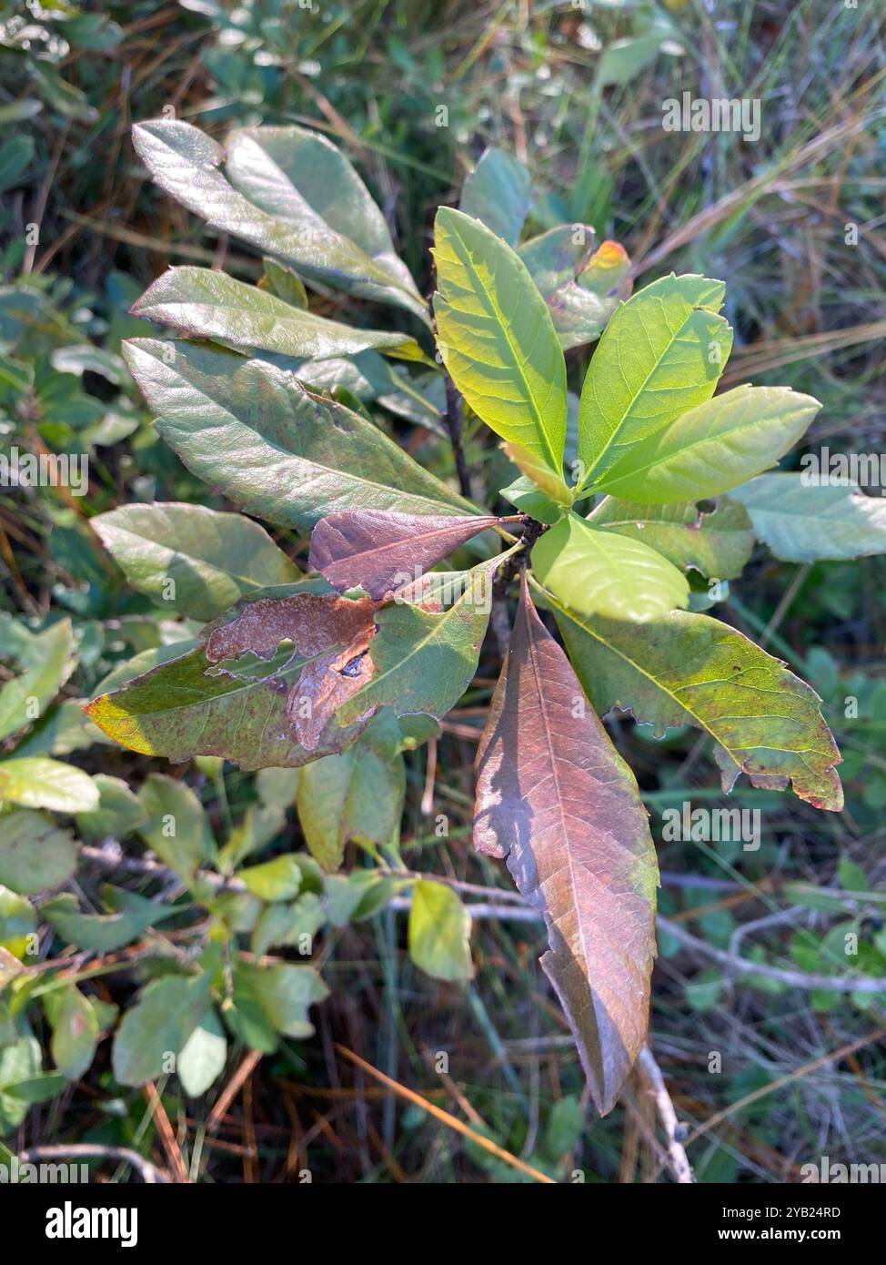southern bayberry (Morella caroliniensis) Plantae Stock Photo - Alamy