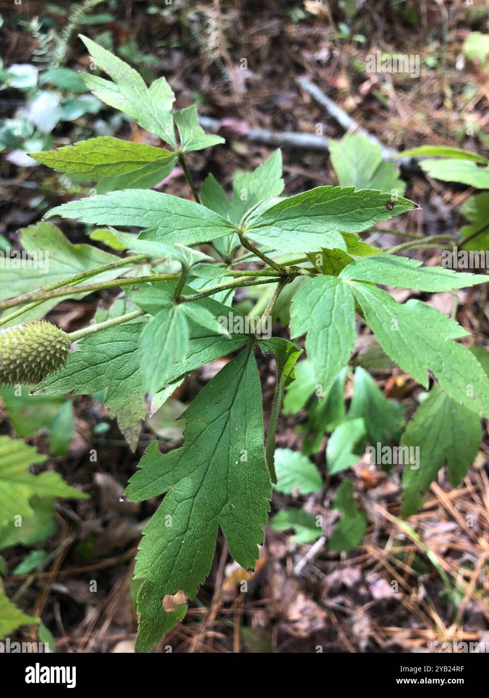 tall thimbleweed (Anemone virginiana) Plantae Stock Photo - Alamy