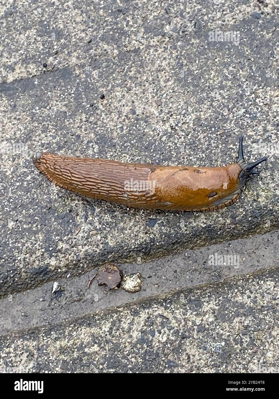 Black Slug (Arion ater) Mollusca Stock Photo - Alamy