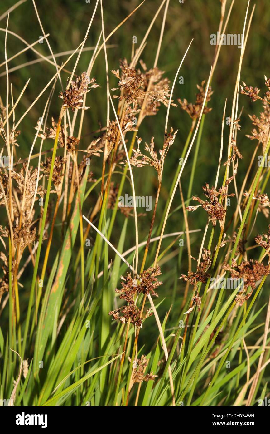Soft Rush (Juncus effusus) Plantae Stock Photo - Alamy