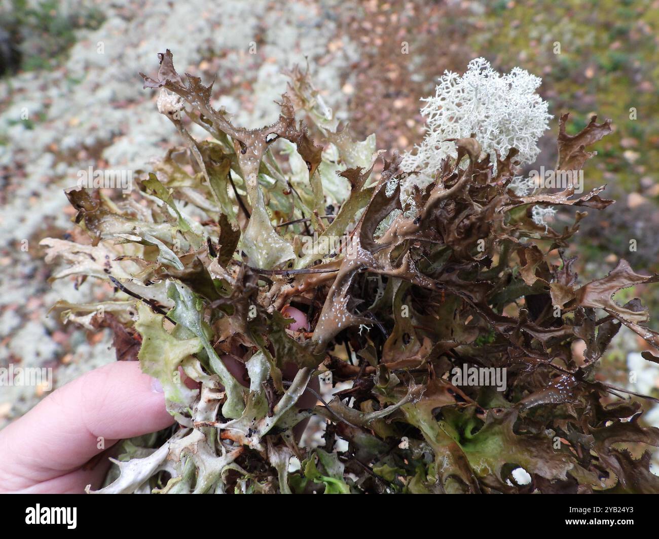 Iceland Lichen (Cetraria islandica islandica) Fungi Stock Photo - Alamy