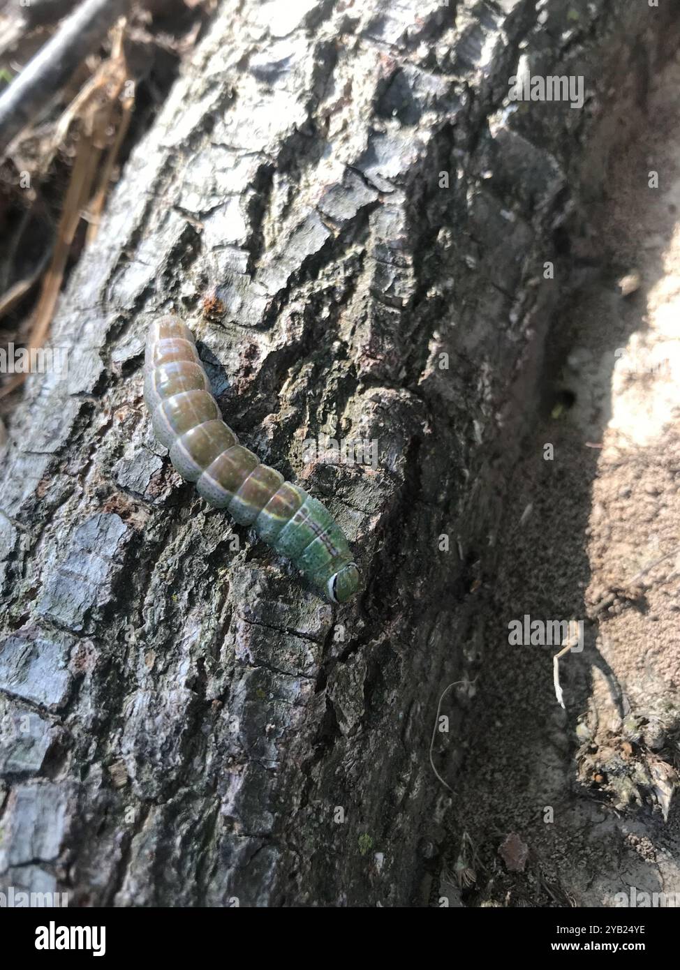 Variable Oakleaf Caterpillar Moth (Lochmaeus manteo) Insecta Stock ...