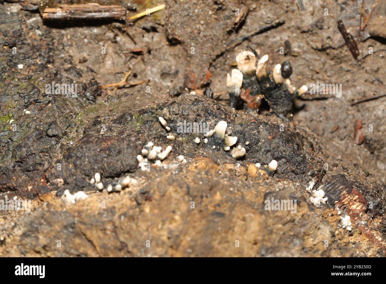 Candlesnuff Fungus (Xylaria hypoxylon) Fungi Stock Photo - Alamy